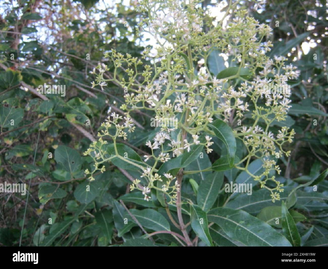 Forest Elder (Nuxia floribunda) Strawberry Hill fern Trail Stock Photo ...