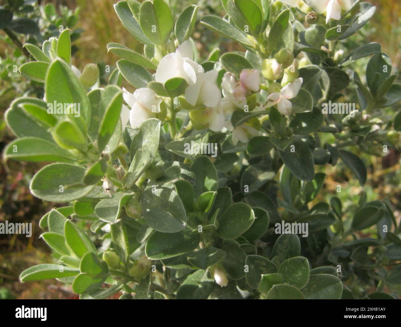 Myrtle Capesweetpea (Podalyria myrtillifolia) Garden Route Dam Stock ...