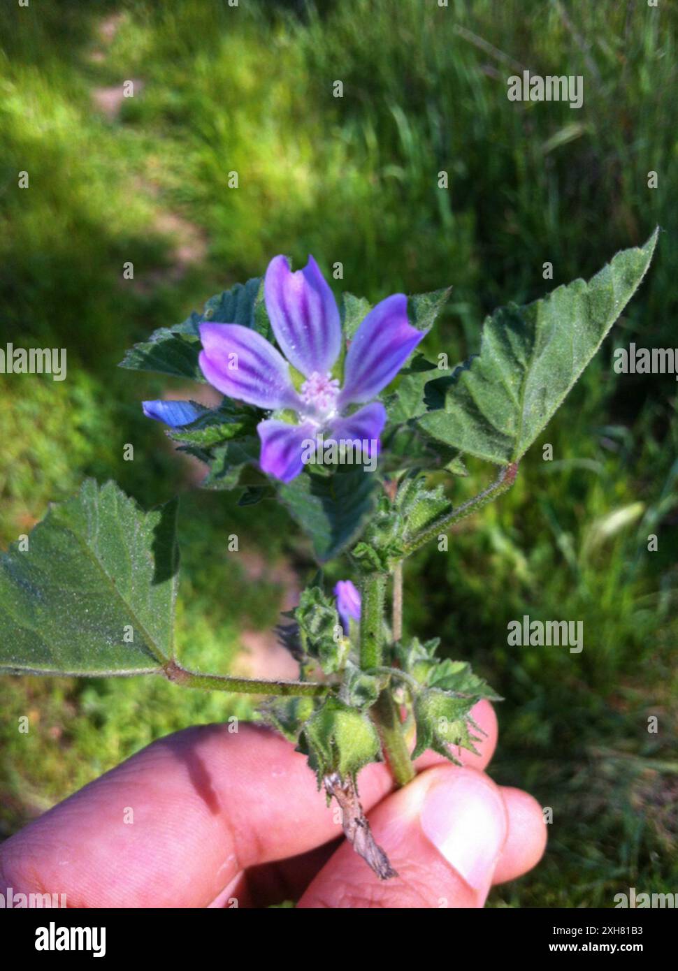 Universidad stanford hi-res stock photography and images - Alamy