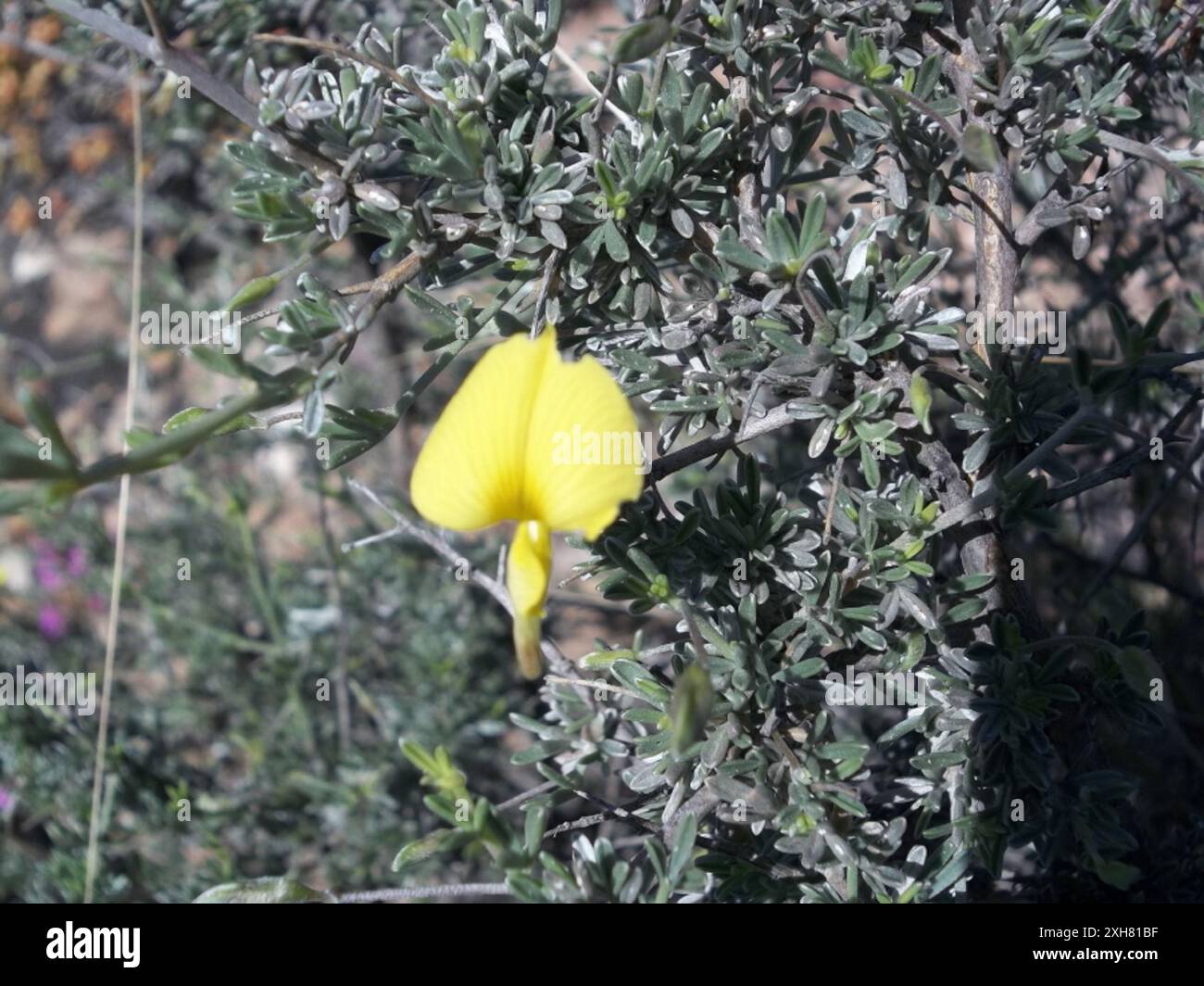 (Lotononis dahlgrenii) Rooiberg Pass on the northern side Stock Photo ...