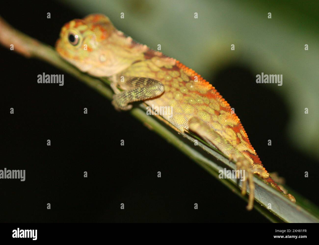 Borneo Forest Dragon (Gonocephalus bornensis) Danum Valley Stock Photo ...