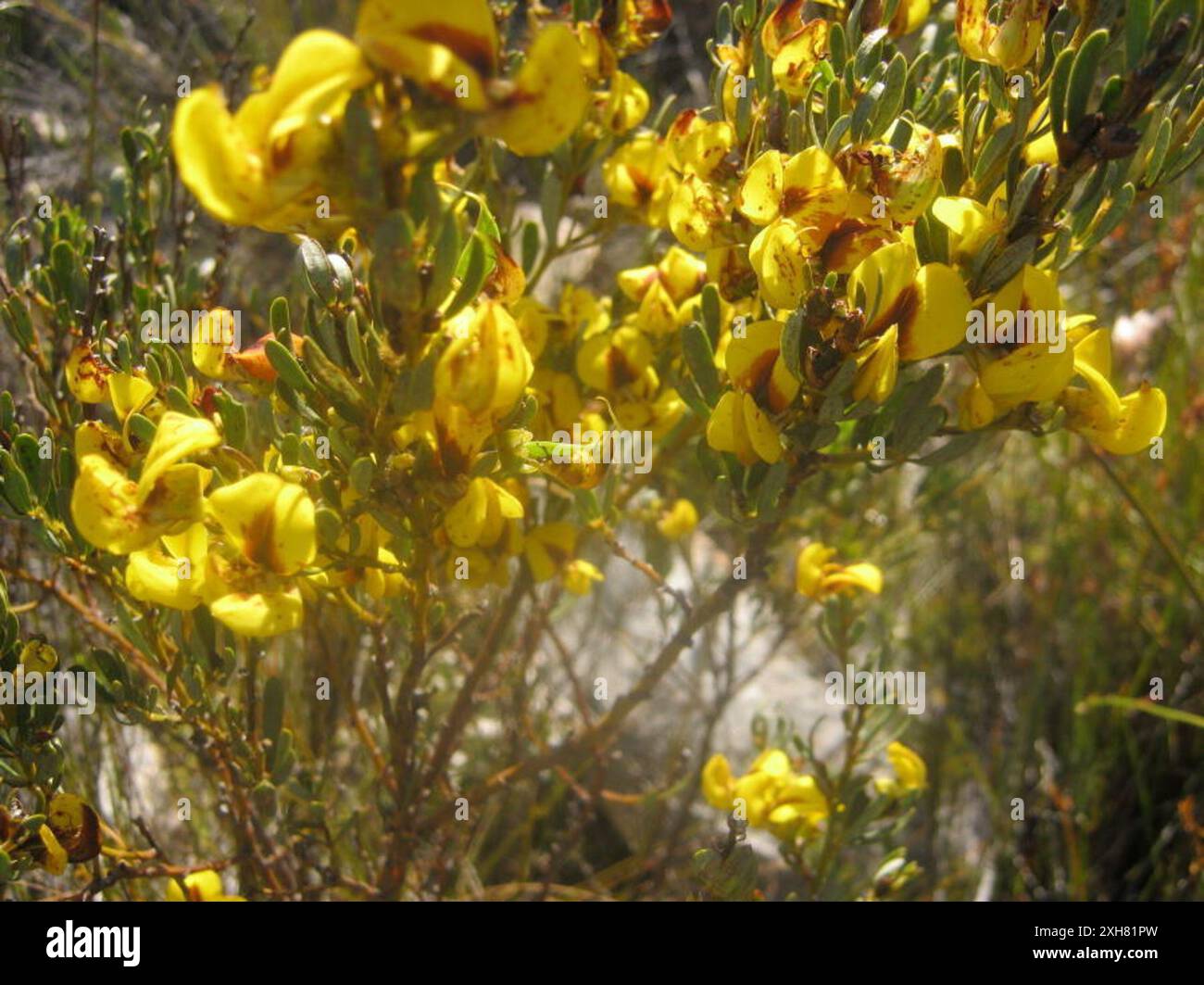 Mountain Honeybush (Cyclopia intermedia) De Hoek in the Groot Swartberg ...
