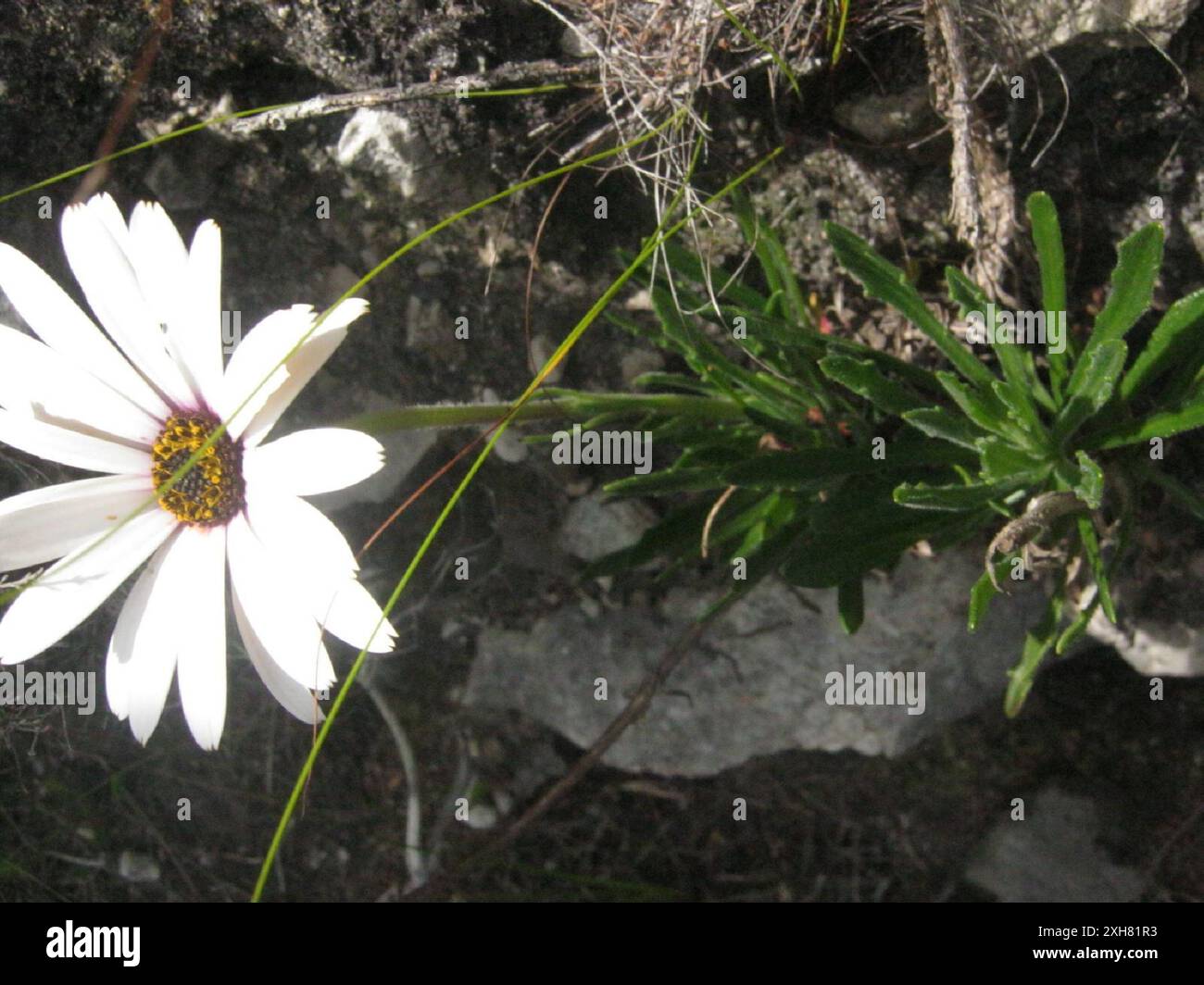 Cape oxeye (Dimorphotheca nudicaulis nudicaulis) Fernkloof in the ...
