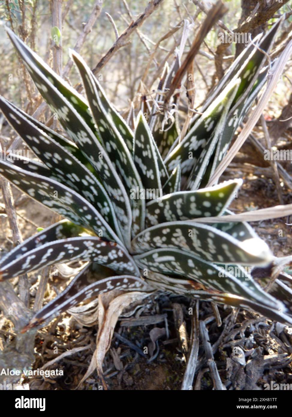 Common Partridge Aloe (Gonialoe variegata) , Min Water Stock Photo - Alamy