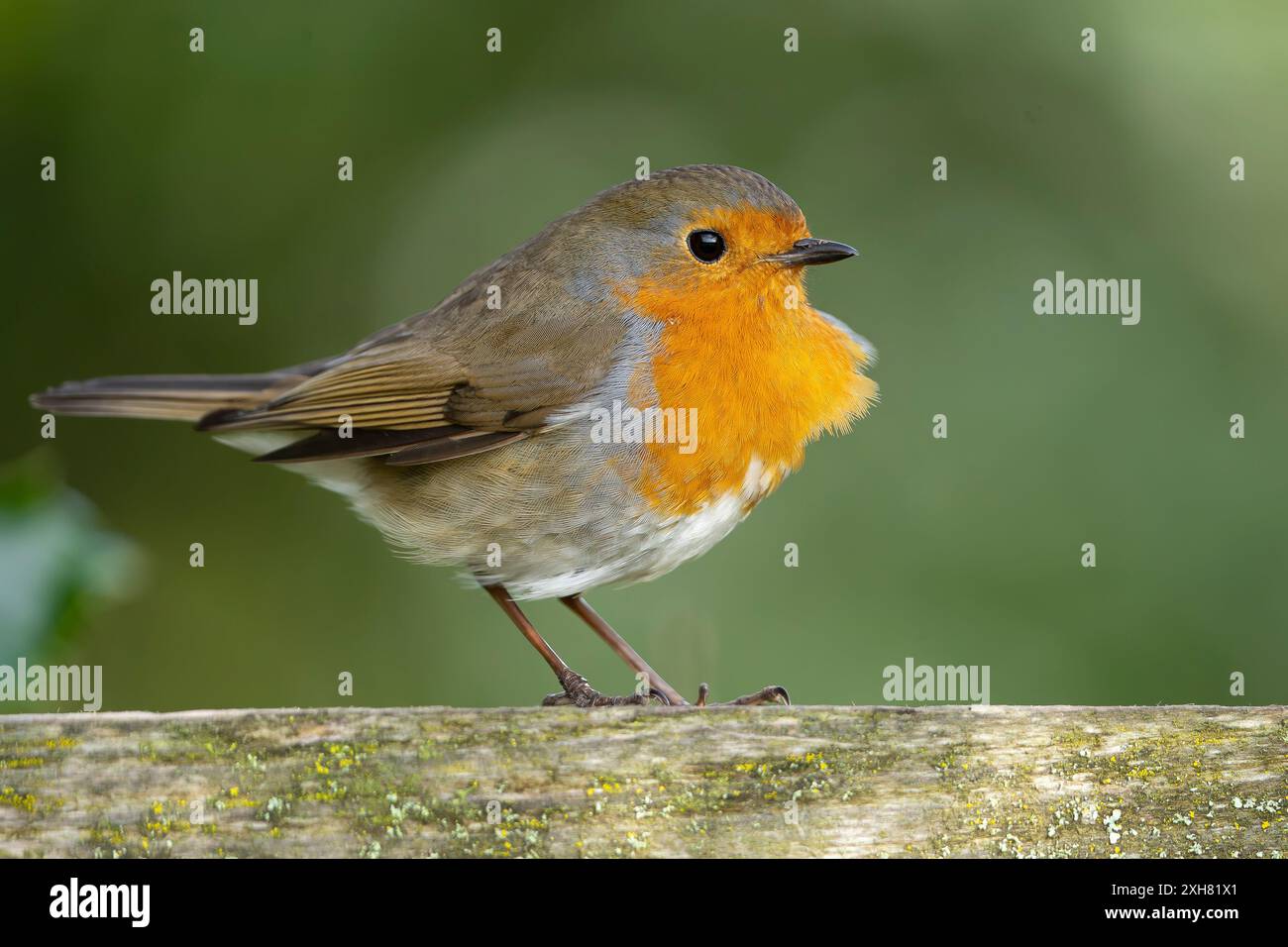 Close side view of wild, UK robin bird (Erithacus rubecula) isolated ...