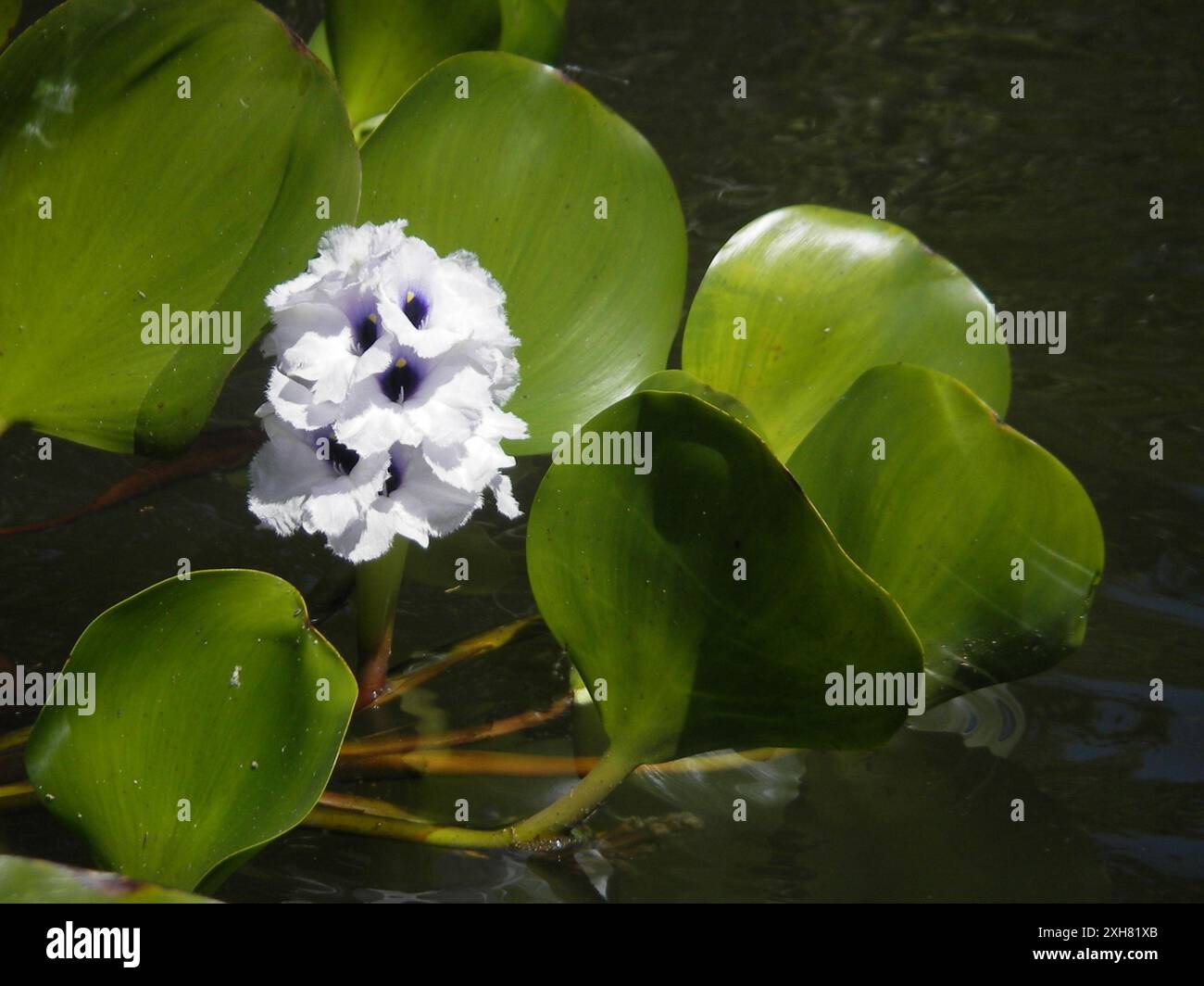 anchored water hyacinth (Pontederia azurea) , Cuiaba Brazil Stock Photo ...