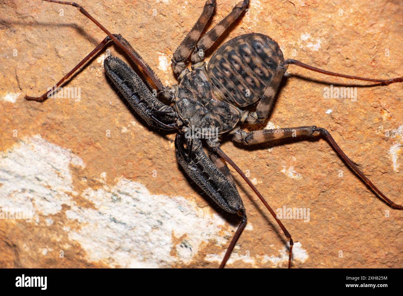 Neither a spider nor a scorpion, the Whip Spider is a dorsoventrally ...