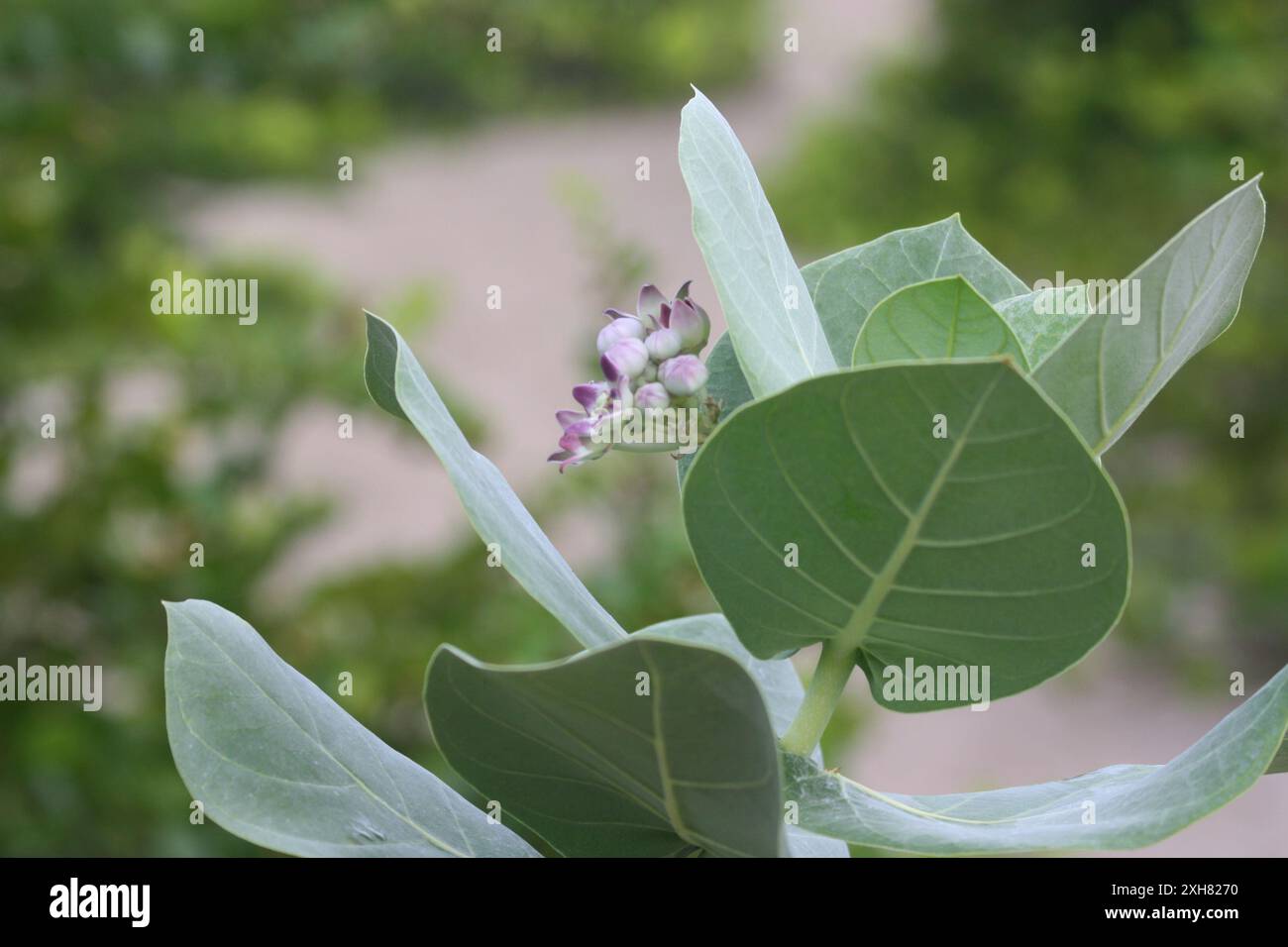 giant milkweed (Calotropis procera) Tayrona Park Stock Photo - Alamy
