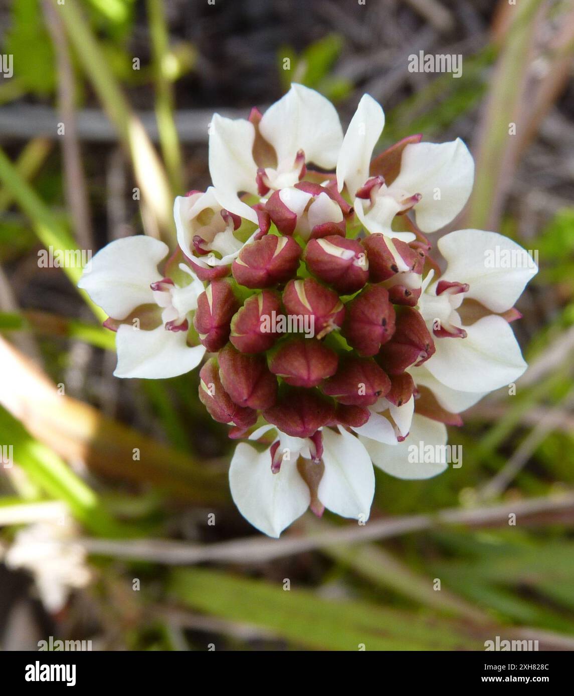Ceratandra globosa hi-res stock photography and images - Alamy
