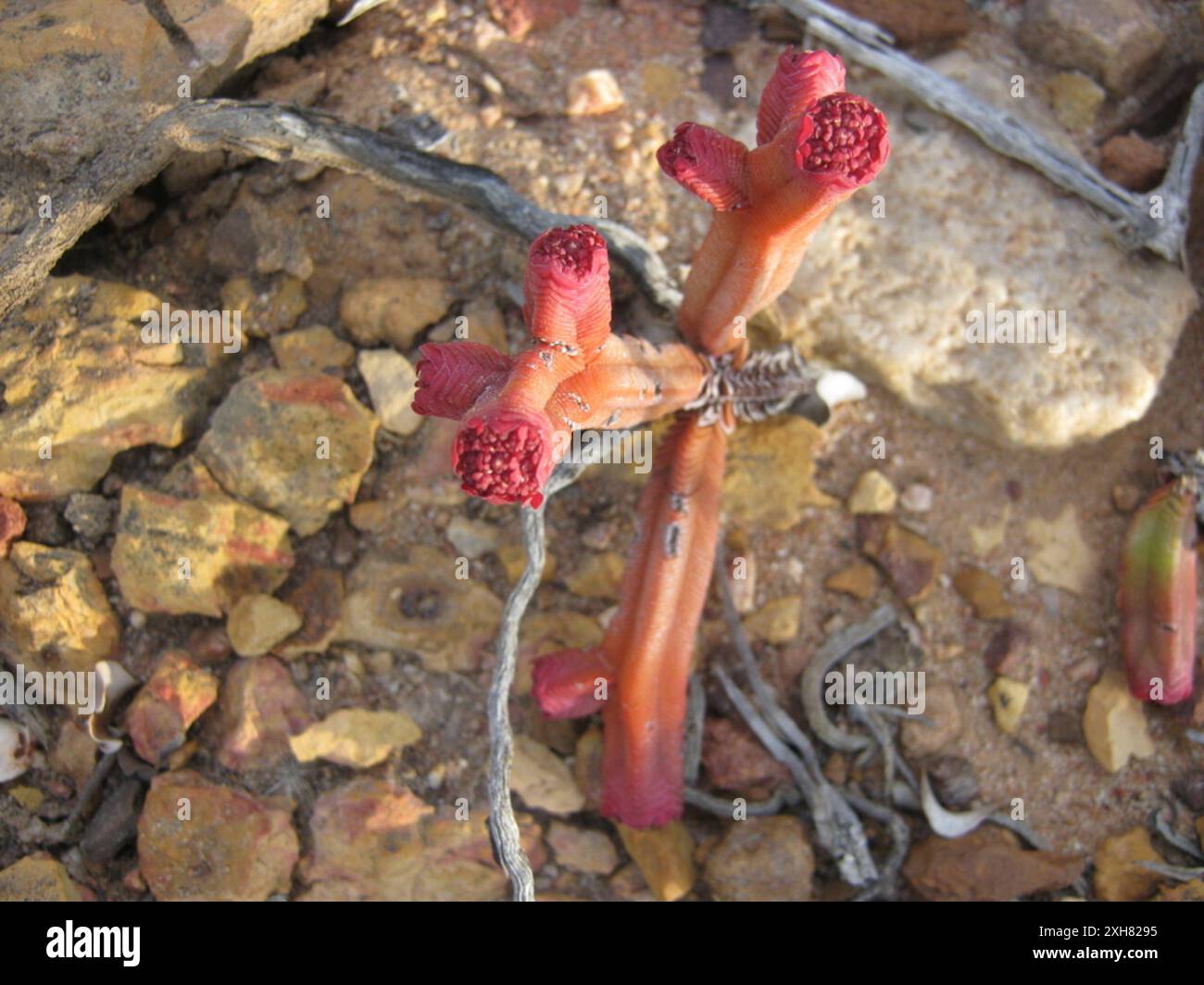 pagoda mini-jade (Crassula pyramidalis) Anysberg Stock Photo - Alamy