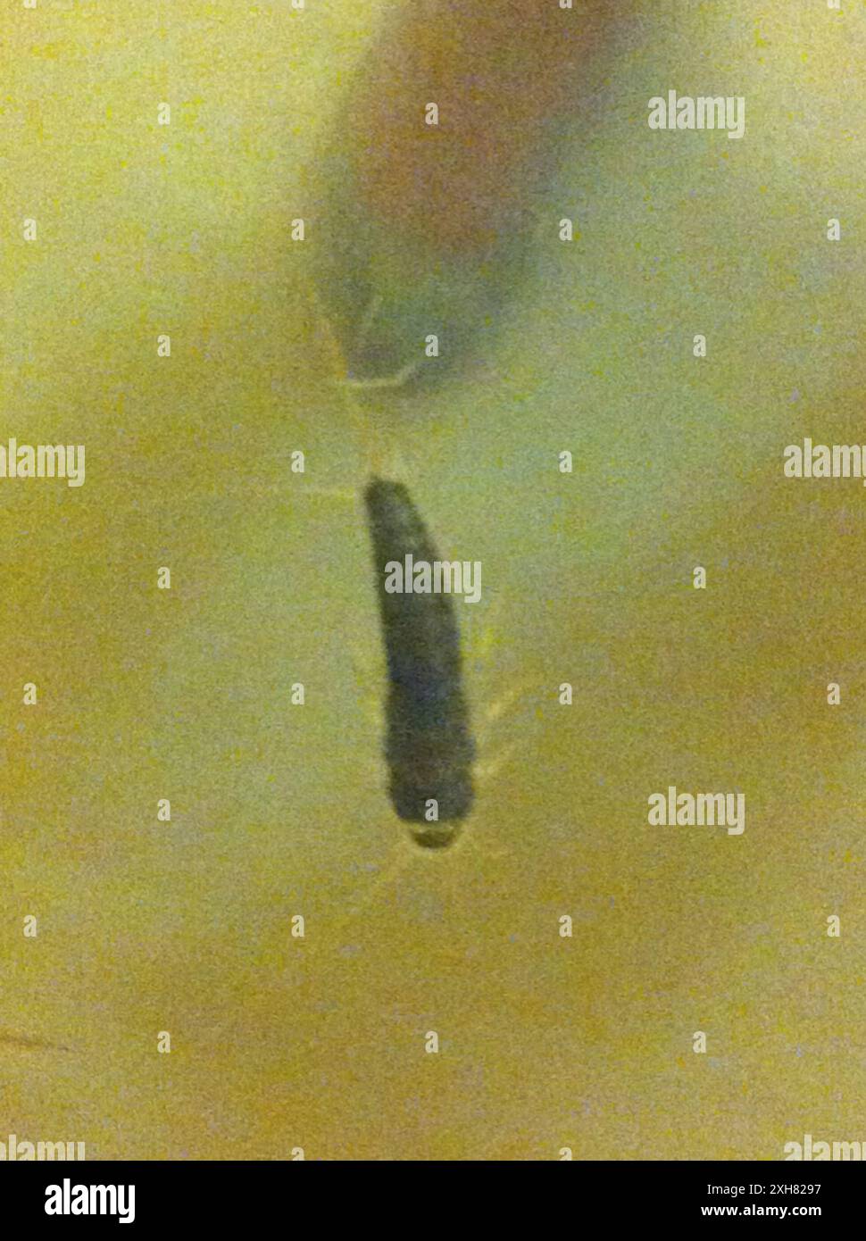 Long-tailed Silverfish (Ctenolepisma longicaudatum) California, US ...