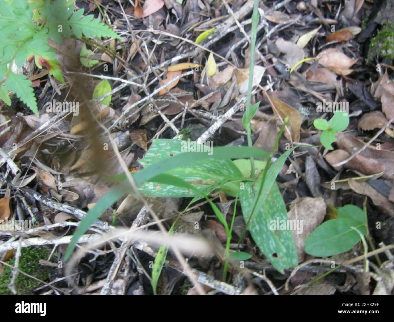 Sand Ghost Orchid (Habenaria arenaria) Strawberry Hill Fern Trail Stock ...