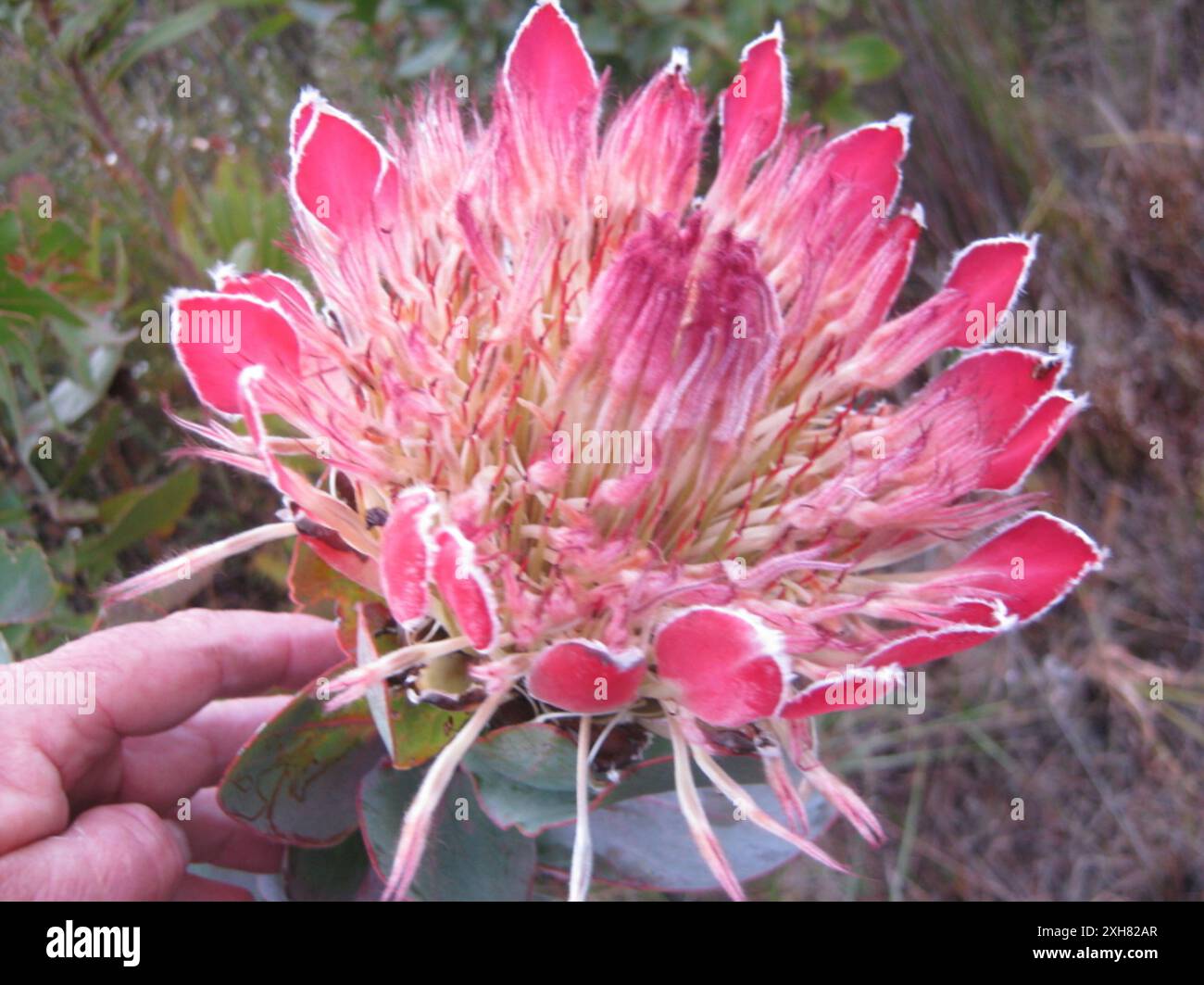 Broad-leaved Sugarbush (Protea eximia) Sleeping Beauty in the Langeberg ...