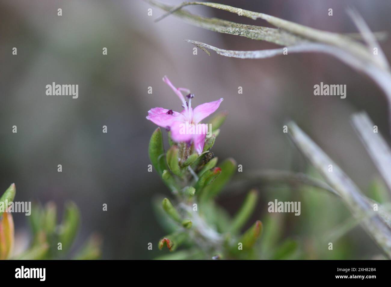 Alkali Heath (Frankenia salina) point reyes Stock Photo - Alamy