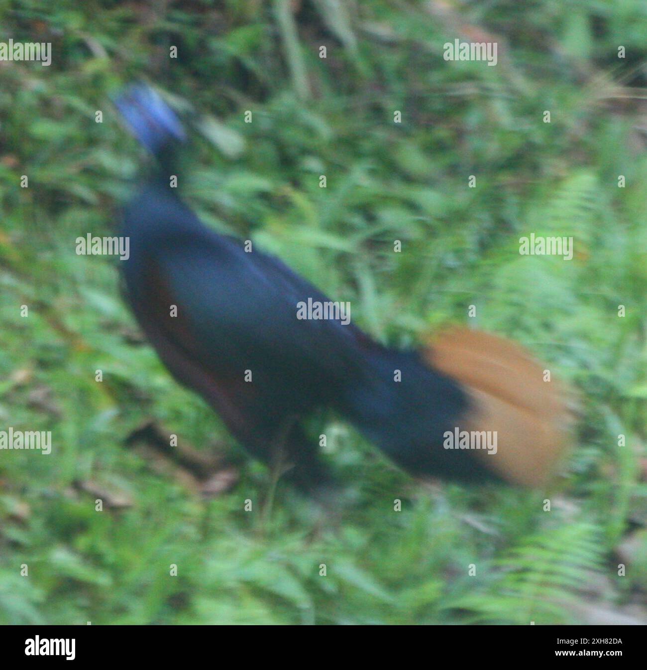 Crested fireback lophura ignita hi-res stock photography and images - Alamy