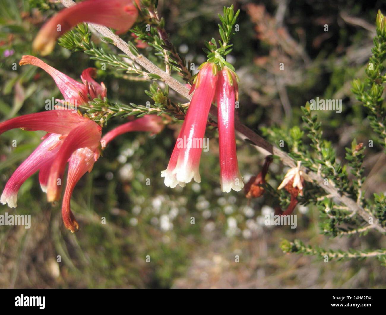 Erica versicolor hi-res stock photography and images - Alamy