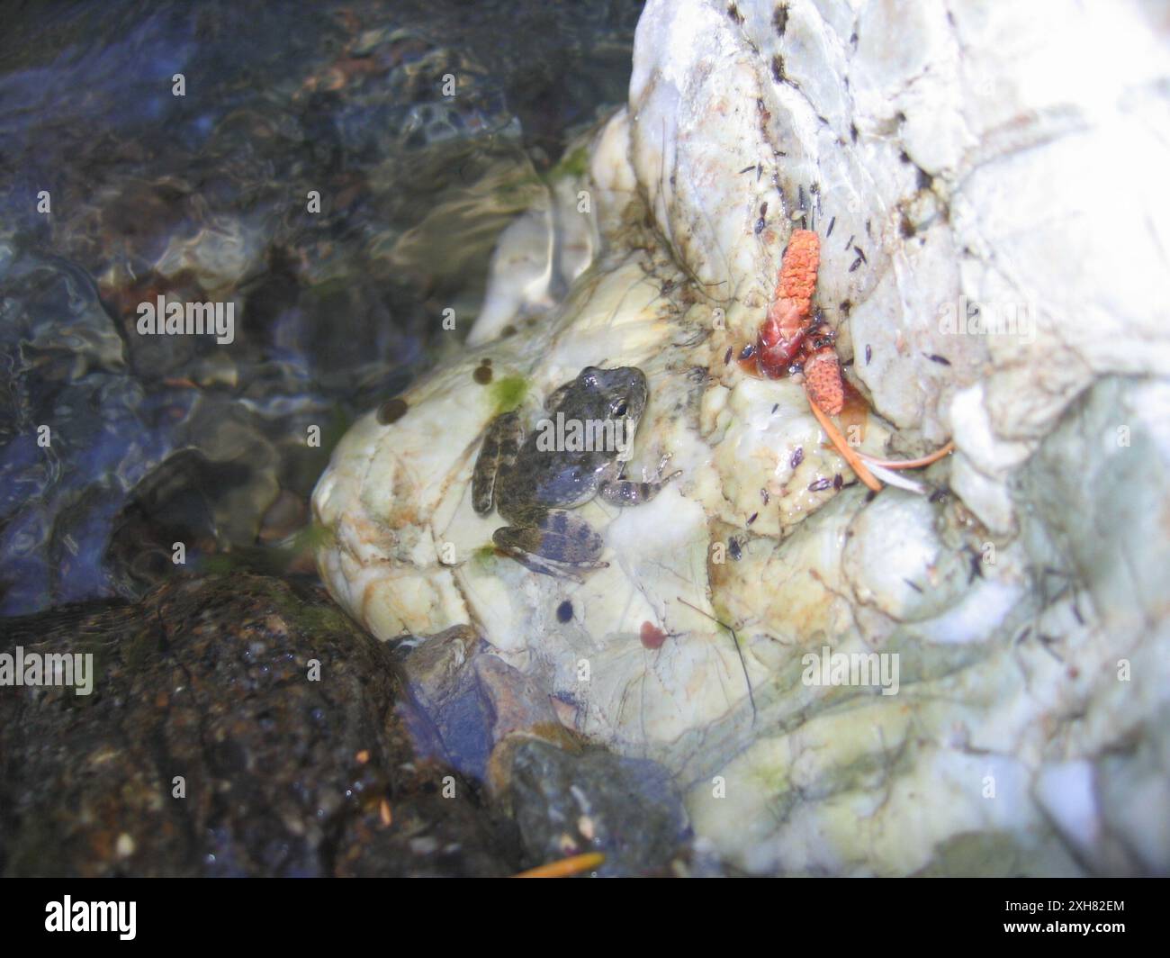 Foothill Yellow-legged Frog (Rana boylii) , California, US Stock Photo ...