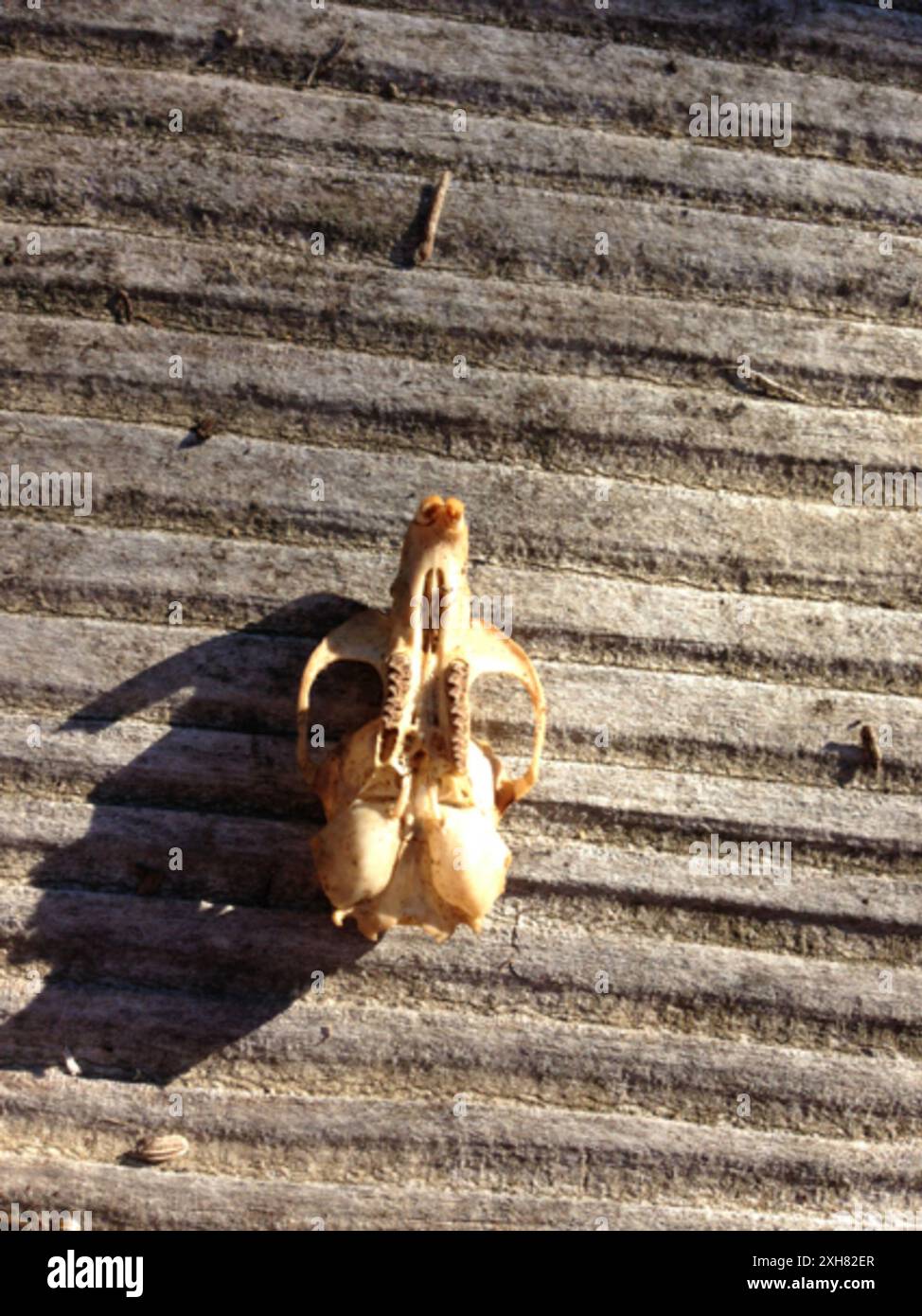 California Vole (Microtus californicus) Mare Island Naval Complex ...