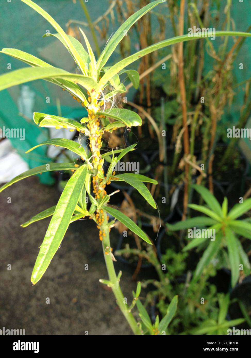 Oleander Aphid (Aphis nerii) 3 Morpeth Place, Blockhouse Bay, Auckland ...