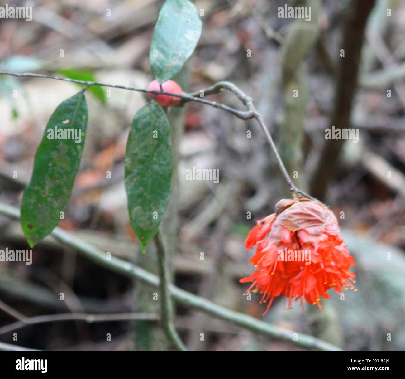 Brownea ariza hi-res stock photography and images - Alamy