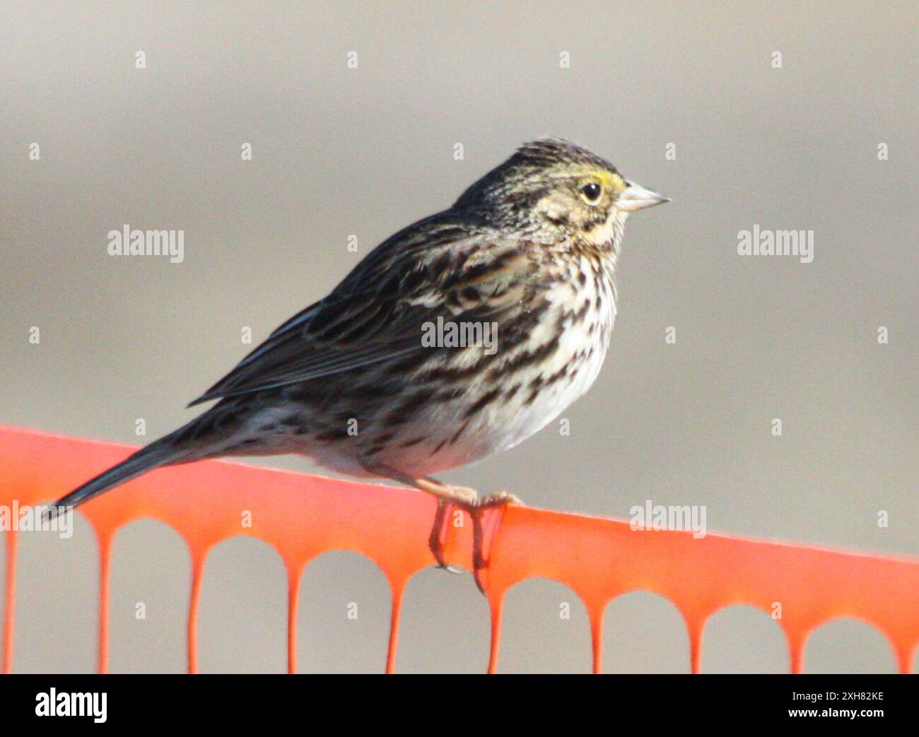 Savannah Sparrow (Passerculus sandwichensis) Fremont Savannah Sparrow ...
