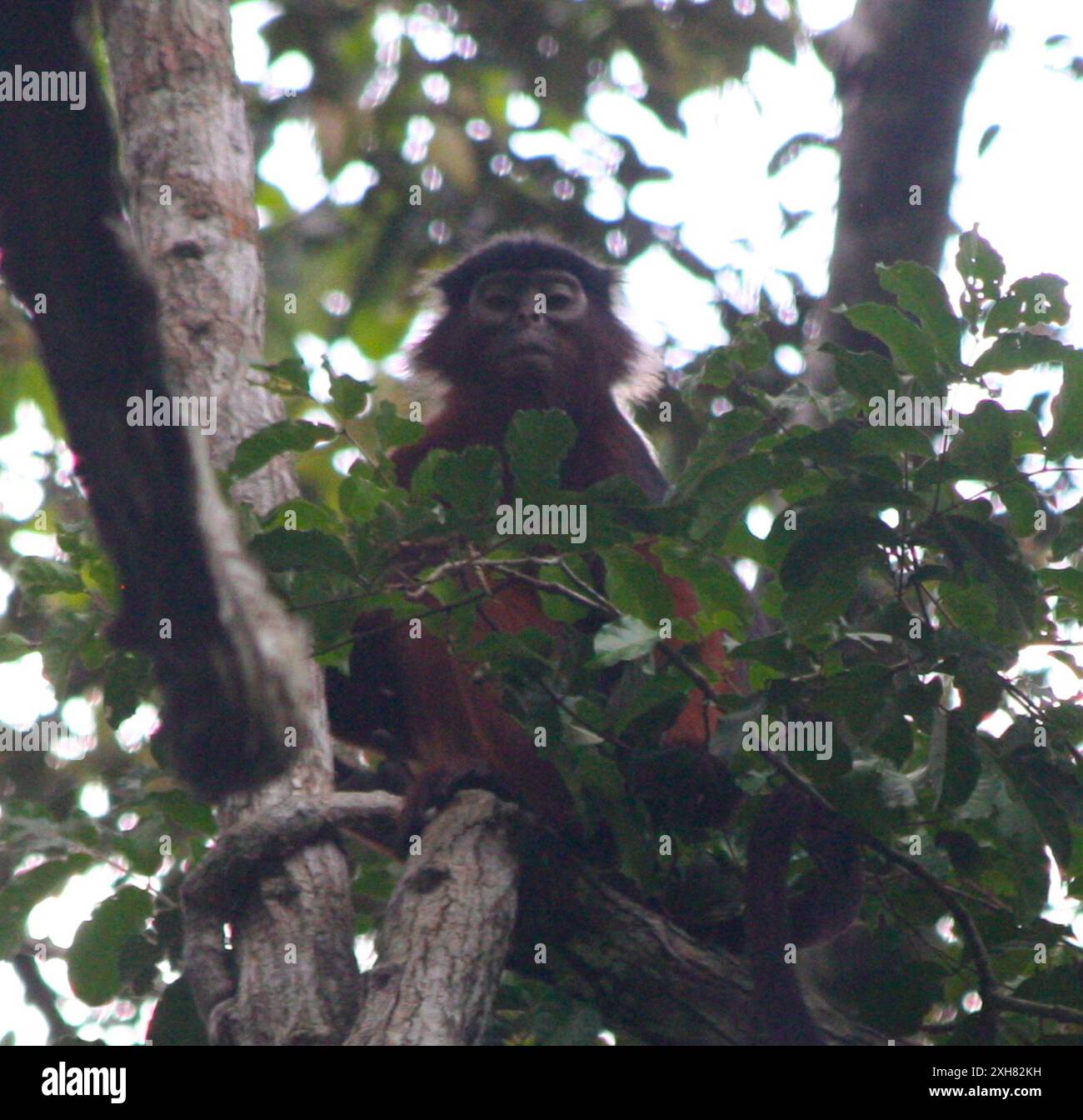 Piliocolobus badius hi-res stock photography and images - Alamy
