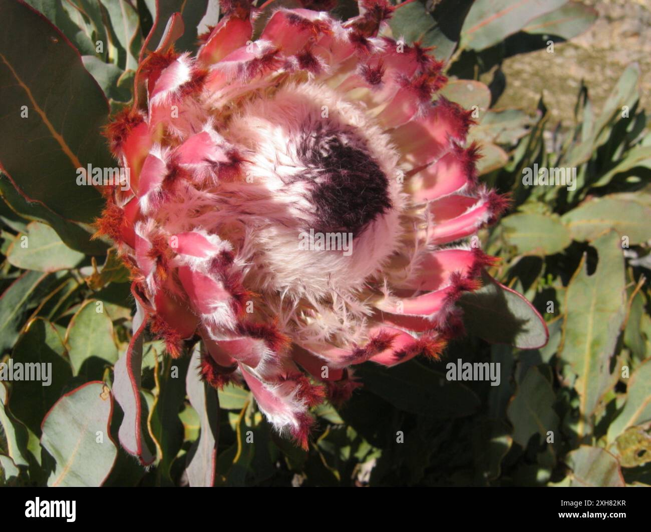 Queen protea protea magnifica hi-res stock photography and images - Alamy