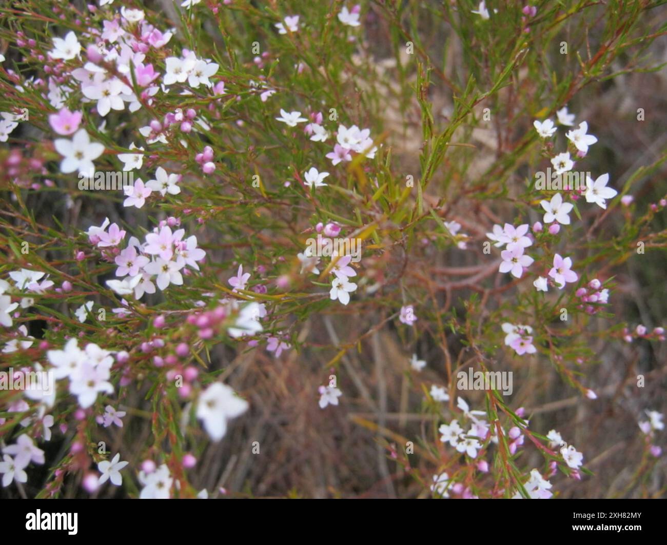 Langeberg Capemay (Coleonema virgatum) Sleeping Beauty Trail Langeberg ...