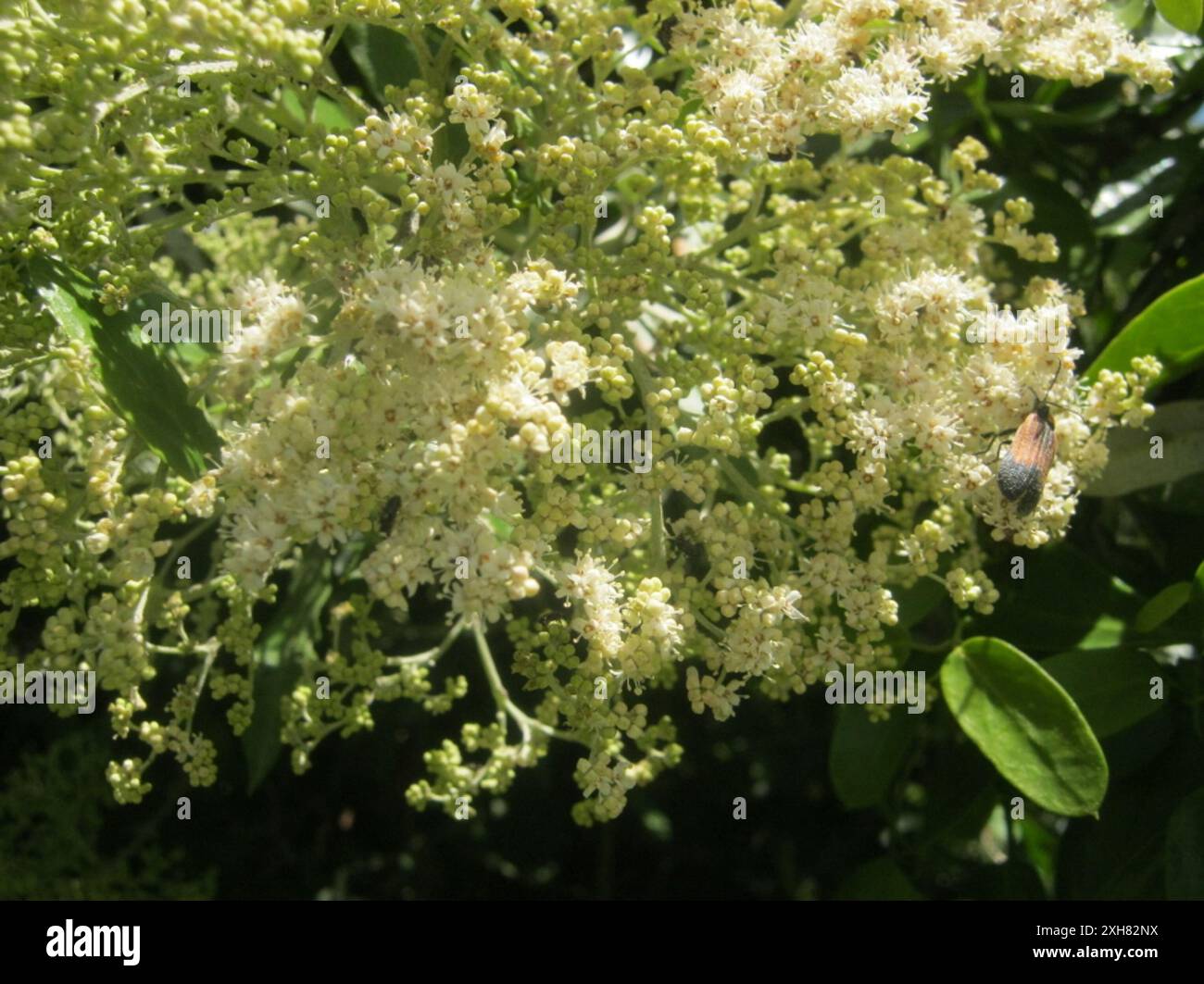 Buddleja saligna hi-res stock photography and images - Alamy