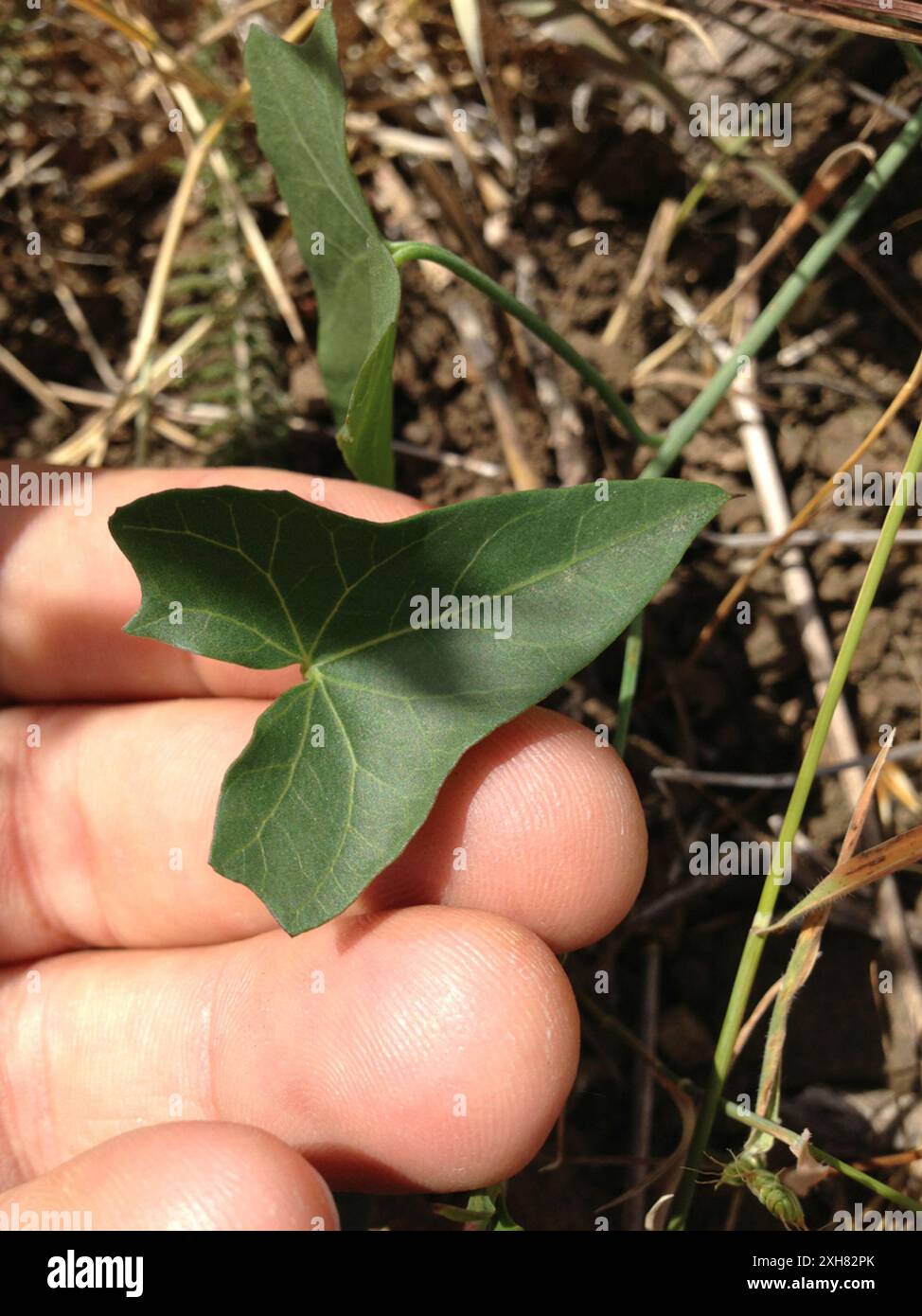 false bindweeds (Calystegia) Milagra Ridge, Pacifica, California, US ...