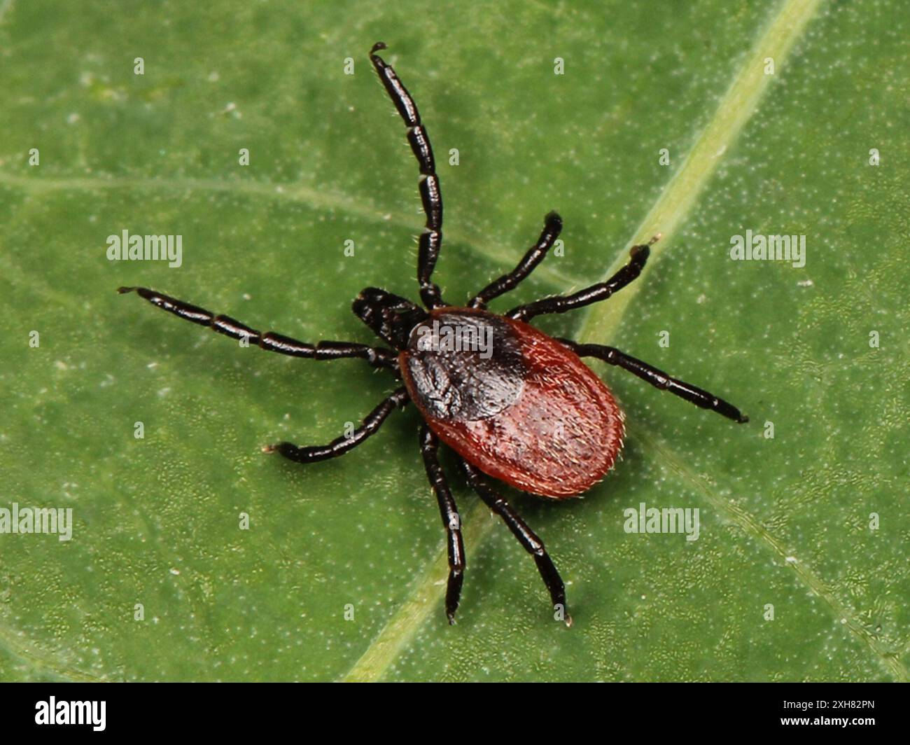 Western Black-legged Tick (Ixodes pacificus) China Camp State Park ...