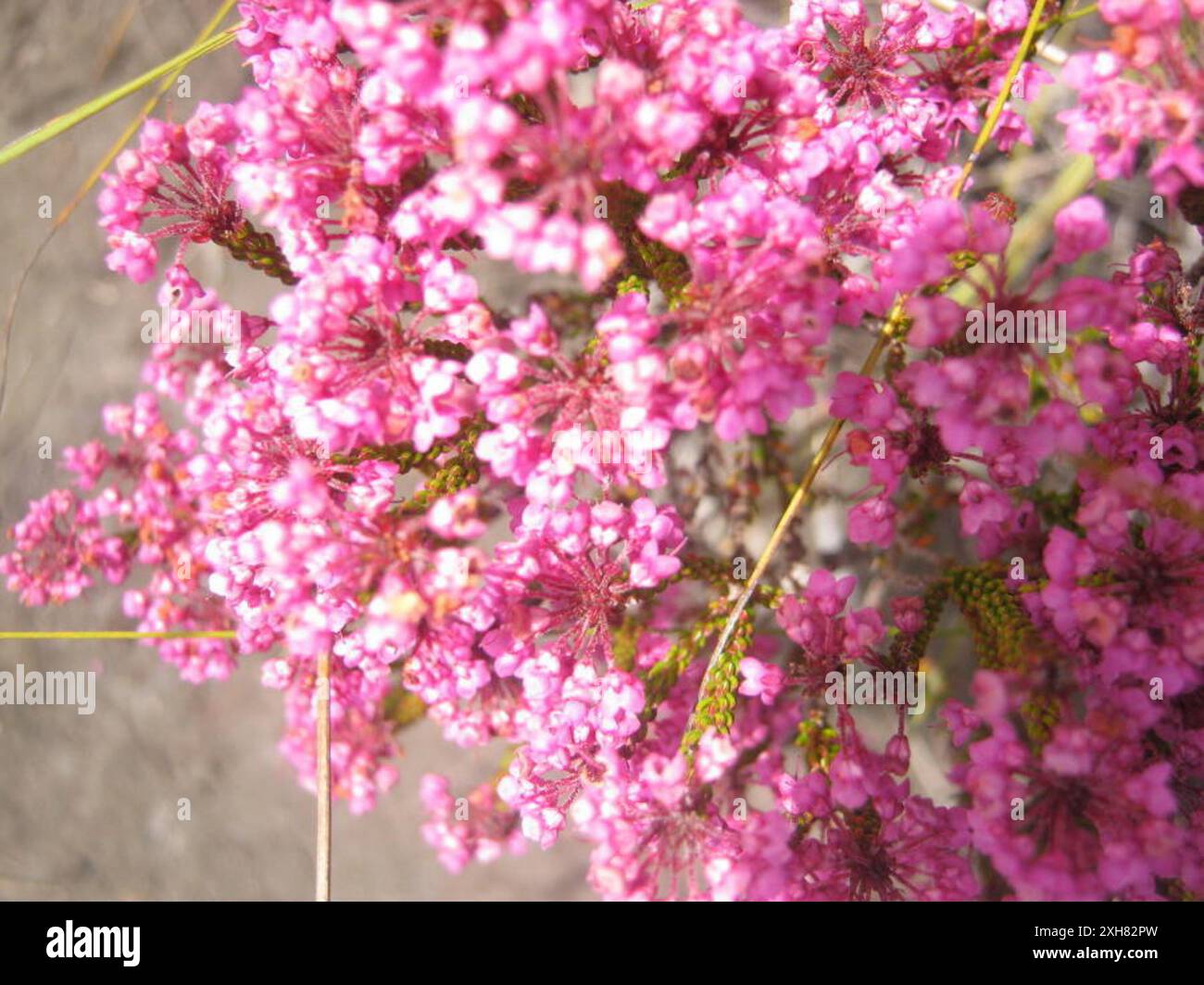 Graffiti Heath (Erica seriphiifolia) Flanagans Rock in the northern ...