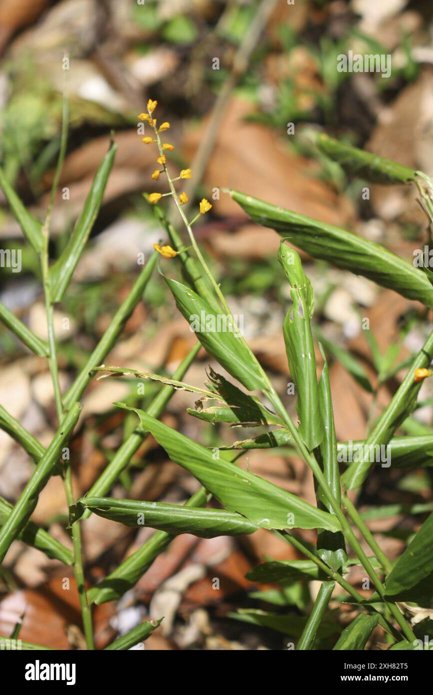 Globba pendula hi-res stock photography and images - Alamy