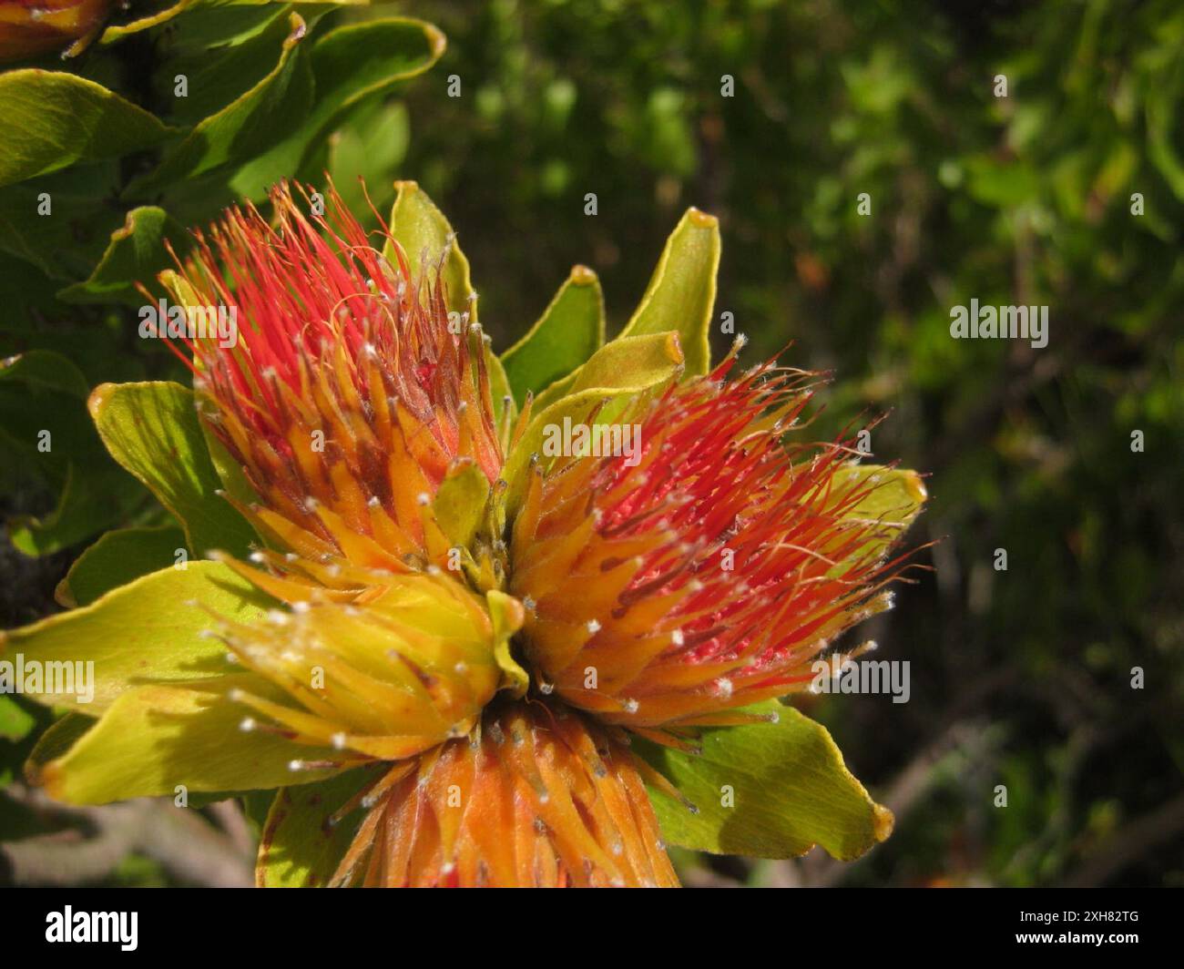 Mix Pincushion (Leucospermum oleifolium) Kogelberg Trail in the ...