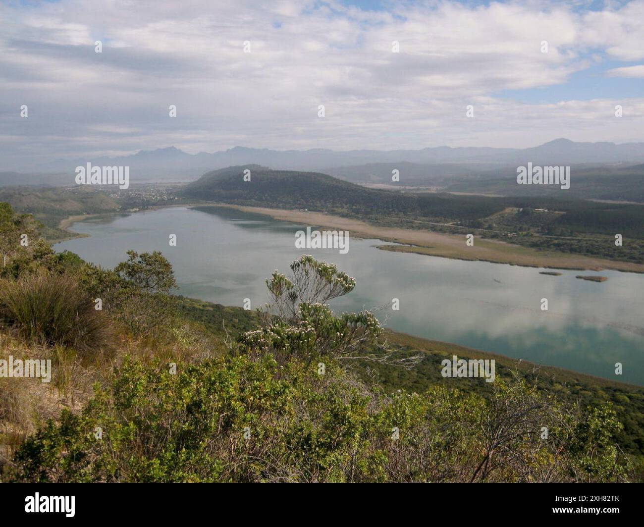 White bristle bush (Metalasia muricata) Goukamma Nature Reserve Stock ...