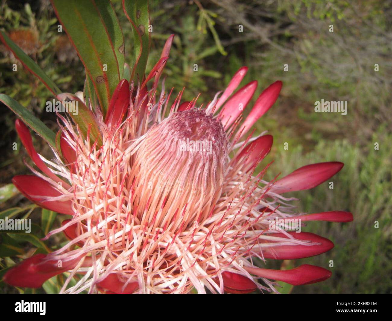 Protea susannae hi-res stock photography and images - Alamy