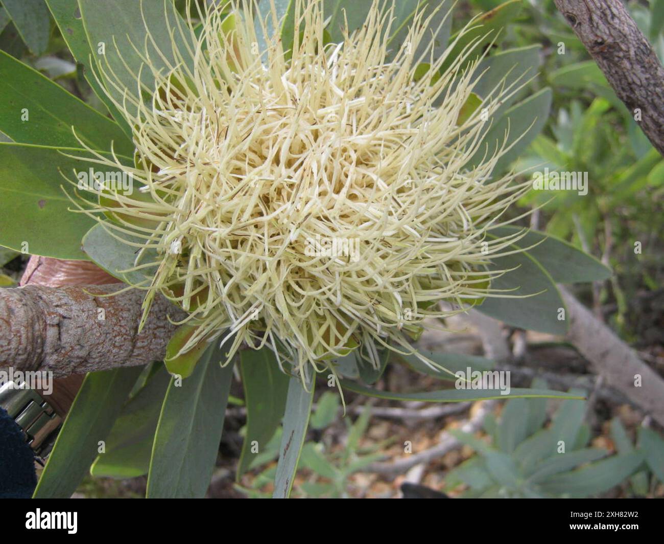 Wagon Tree (Protea nitida) Kouga Wildernis in the Kouga Mts Stock Photo ...