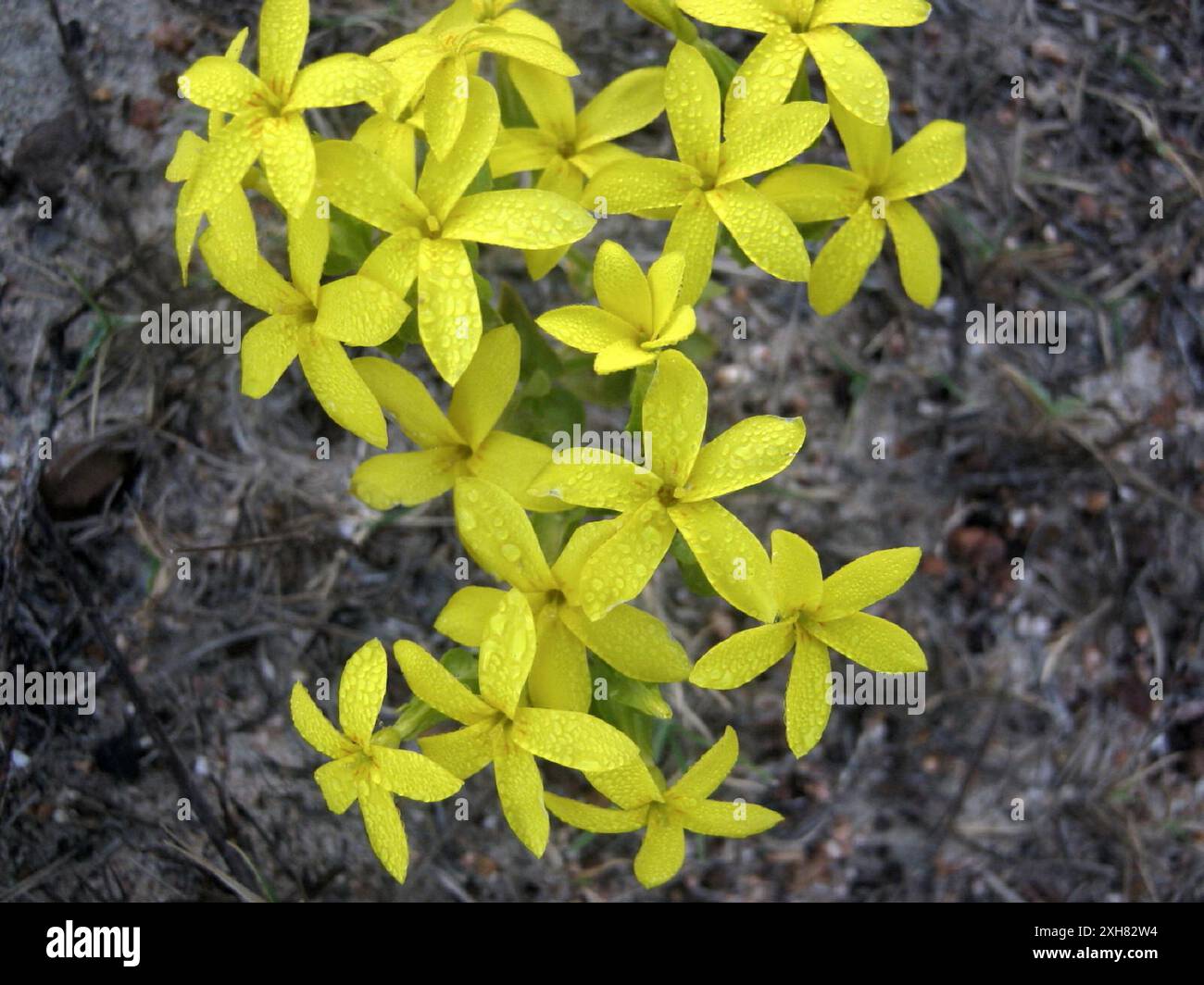 Common Yellowwort (Sebaea exacoides) Kristalkloof Hike in the Langeberg ...