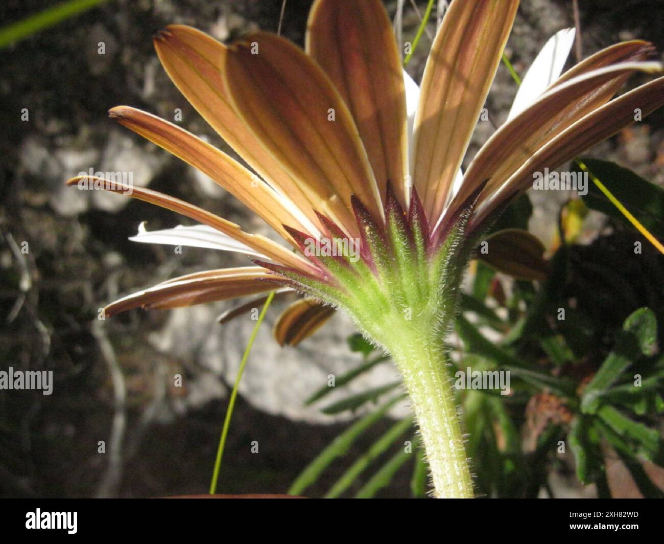 Cape oxeye (Dimorphotheca nudicaulis nudicaulis) Fernkloof in the ...