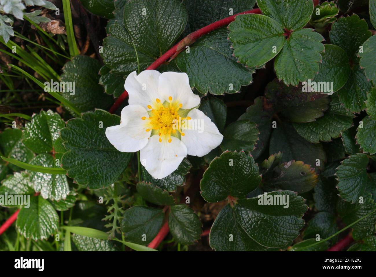 Chrissy field beach hi-res stock photography and images - Alamy