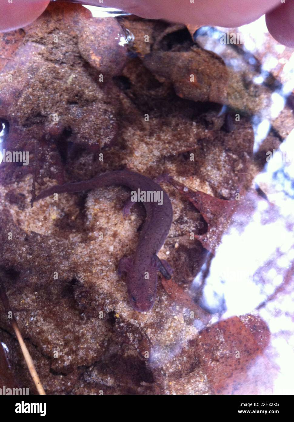 Red Salamander (Pseudotriton ruber) Ohio, US Stock Photo - Alamy