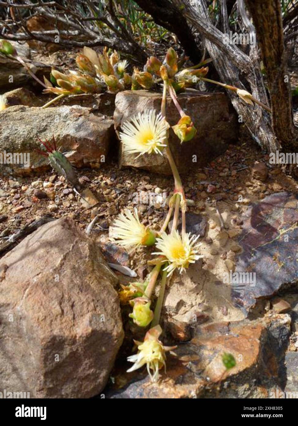 Namaqua Skeletonfig (Mesembryanthemum tortuosum) , Eden, ZA-WC, ZA ...