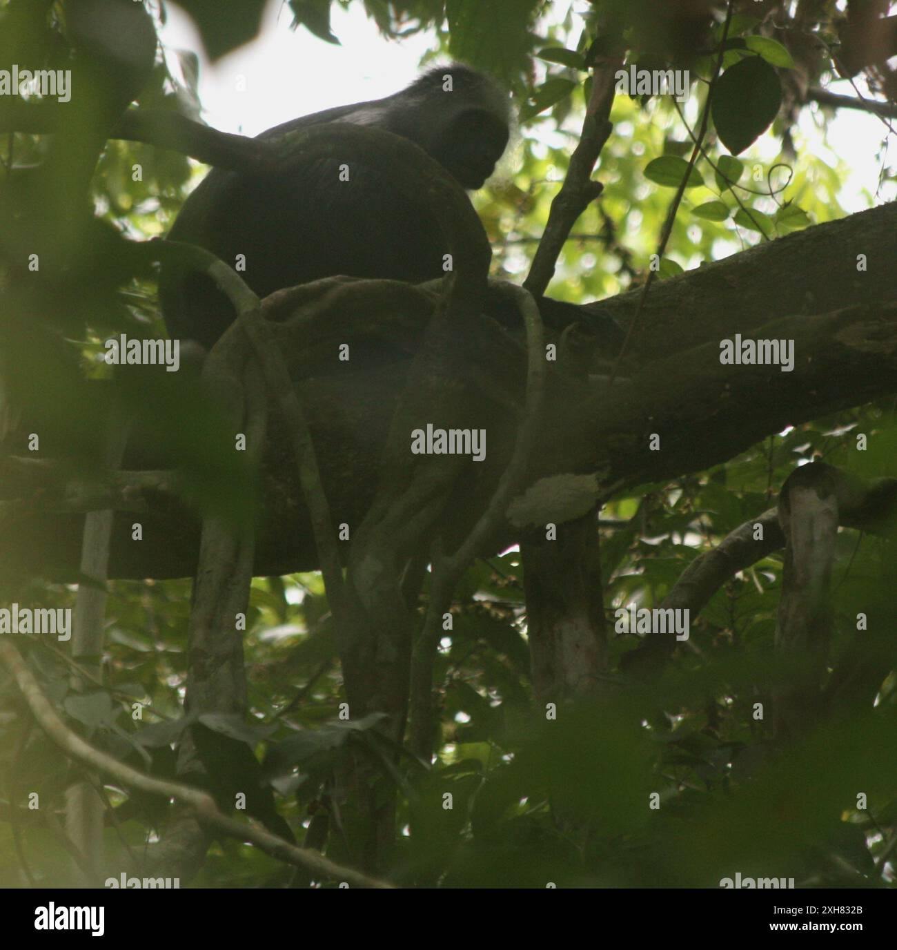 King Colobus (Colobus polykomos) Côte d'Ivoire Stock Photo - Alamy