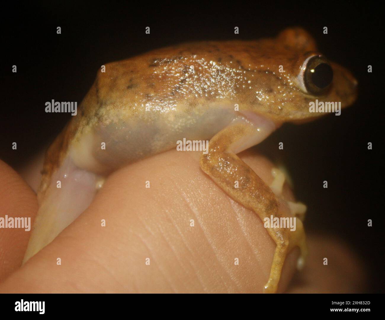 Nimba hi-res stock photography and images - Alamy