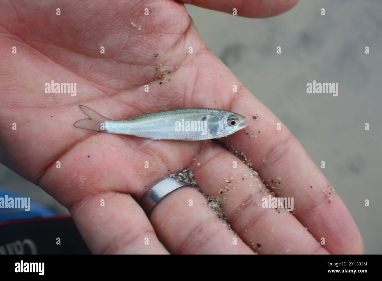 Mullets (Mugilidae) Tayrona Park Stock Photo - Alamy