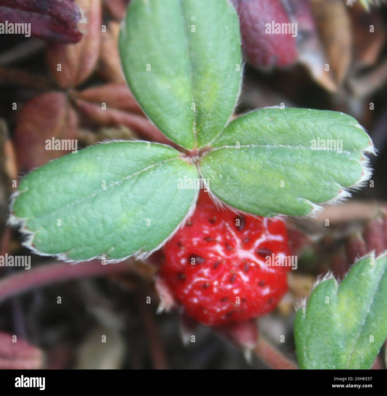 Beach strawberry fragaria chiloensis hi-res stock photography and ...