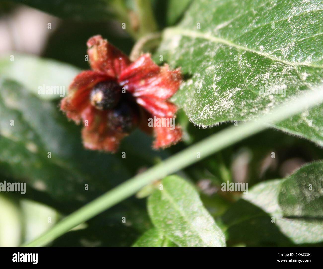 twinberry honeysuckle (Lonicera involucrata) sagehen creek field ...