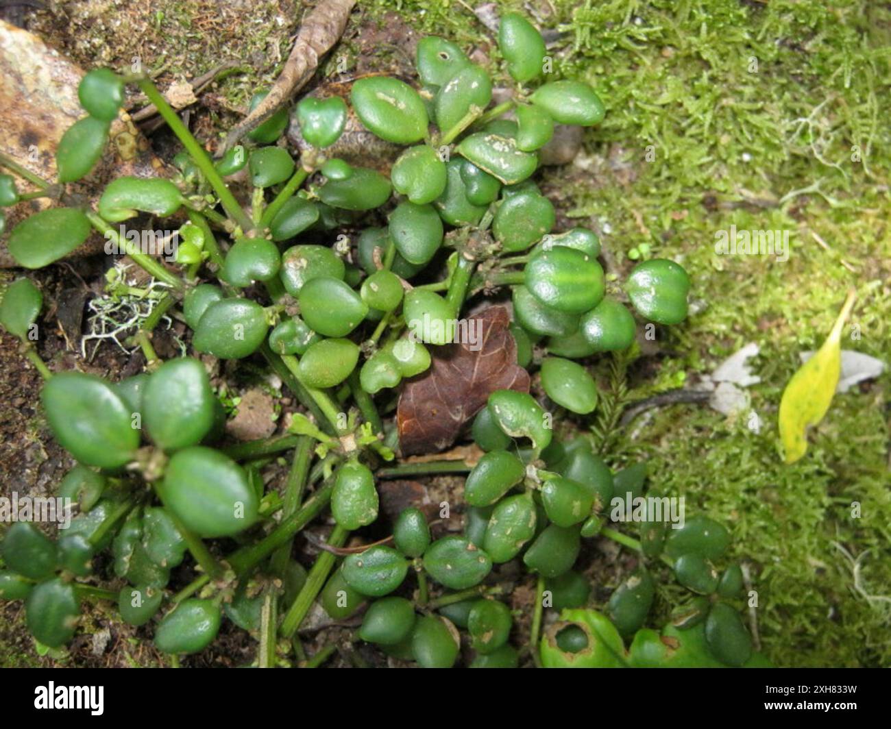 radiator plants (Peperomia) Fern Trail at Strawberry Hill: Fern Trail ...