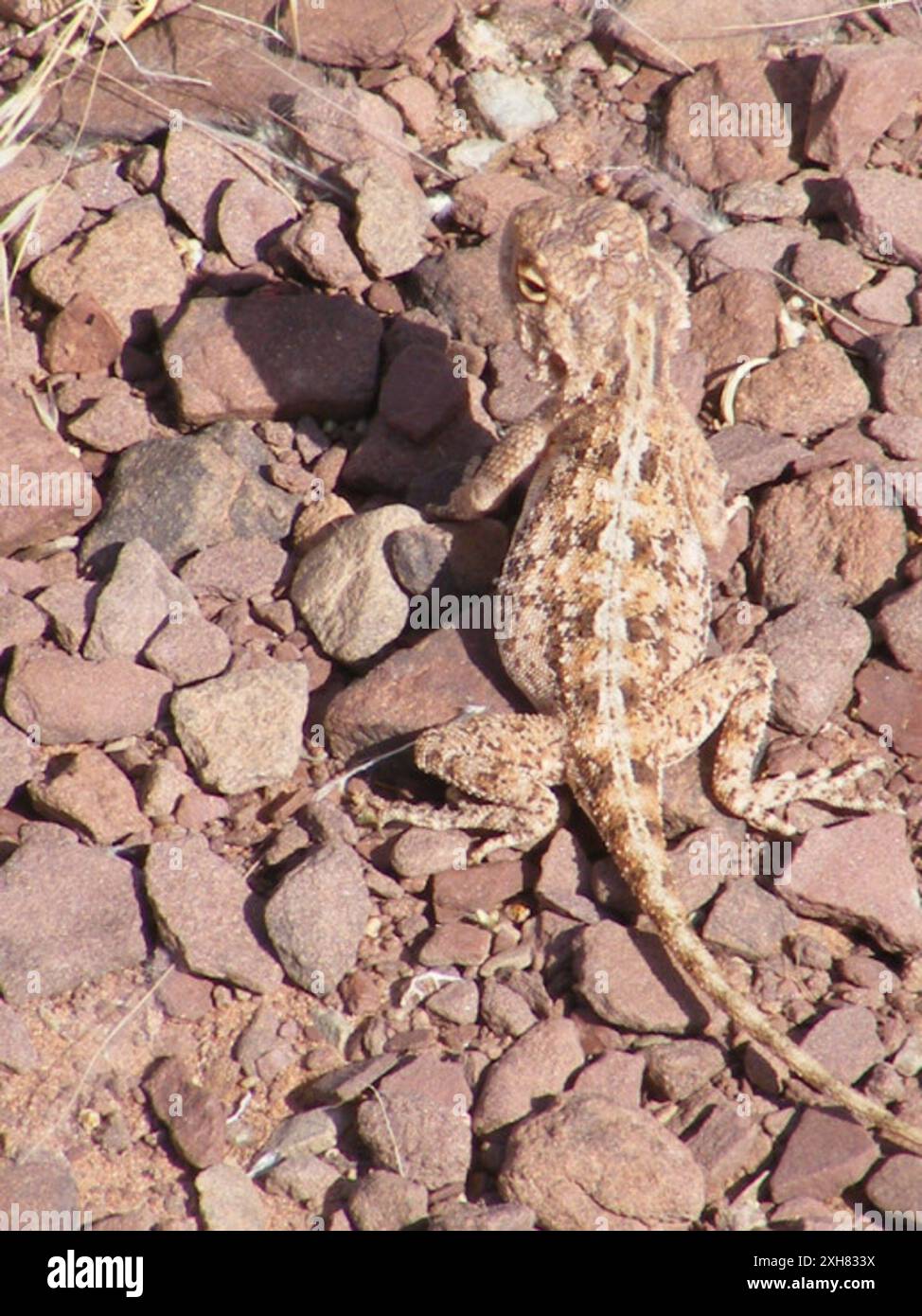 Western Ground Agama (Agama aculeata aculeata) M98, Karas: Along the ...
