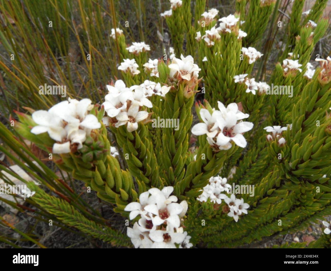 Rooiberg nature reserve hi-res stock photography and images - Alamy